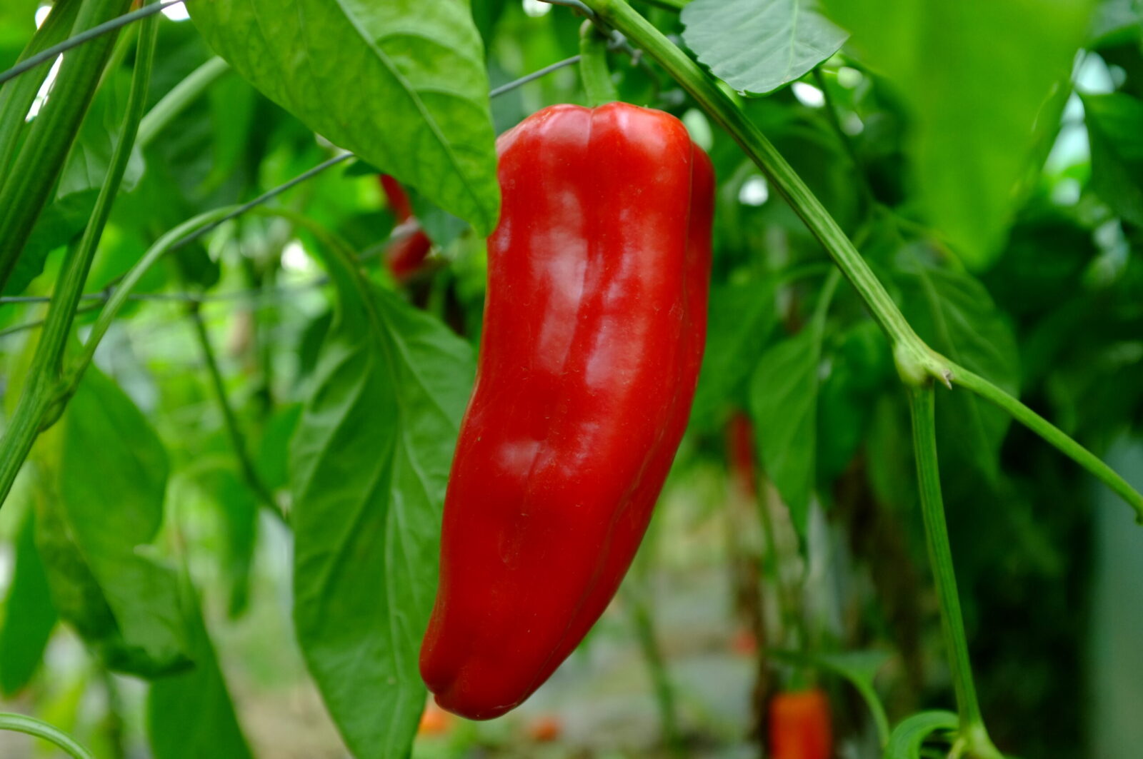 Paprike Corno Di Toro Rosso: Povijest i Upute Za Uzgoj | limun