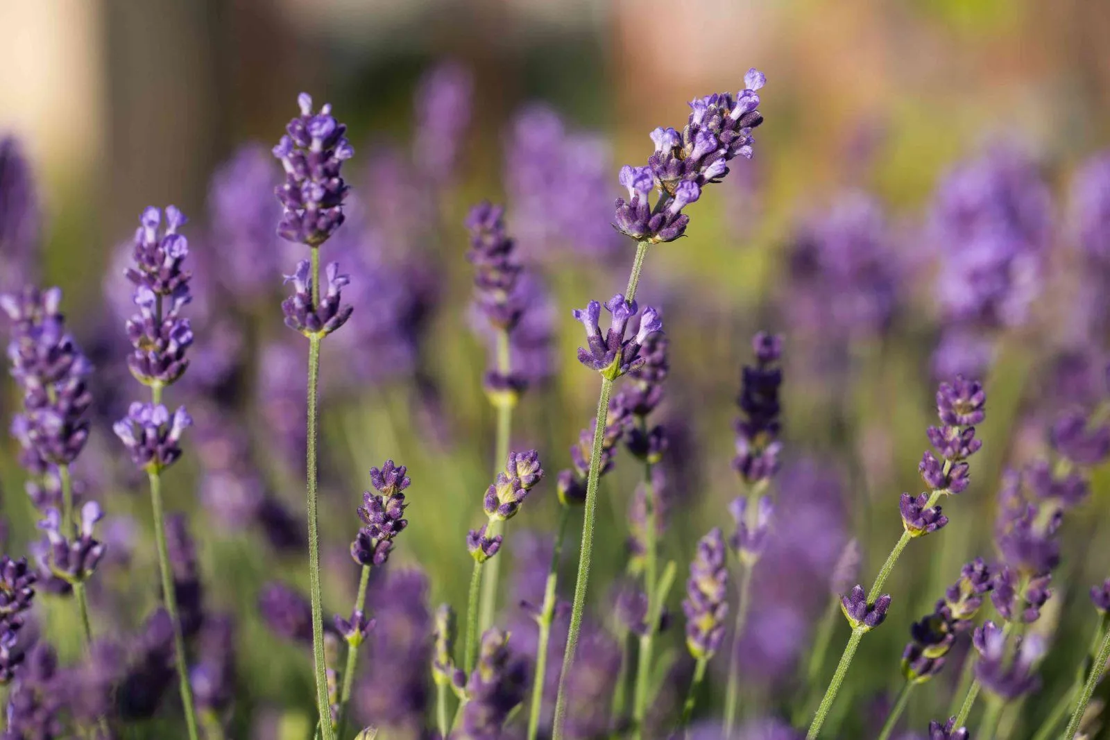 Lavanda – Karakteristike, Uzgoj i Svestranost Mediteranske Kraljice | limun